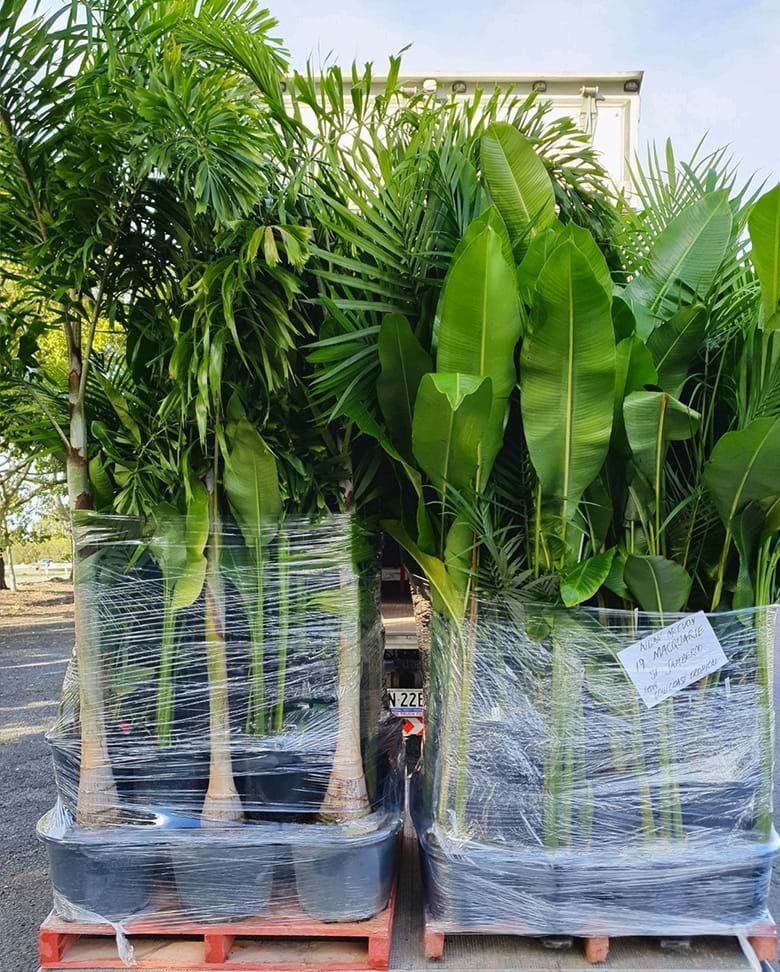 Master Courier | Specialist Plant & Tree Relocation | Sydney